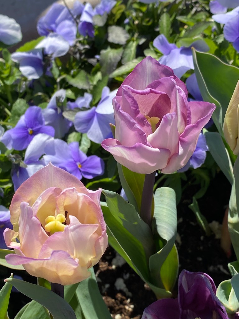 Stacy Crep, Adventure Sister – Adventure ~ Wellness ~ Spirituality ...